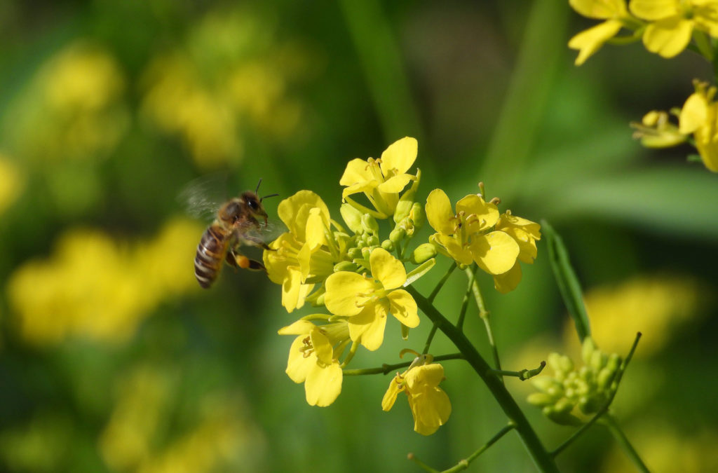 Raps (Brassica napus), - Kreisimkerverein
