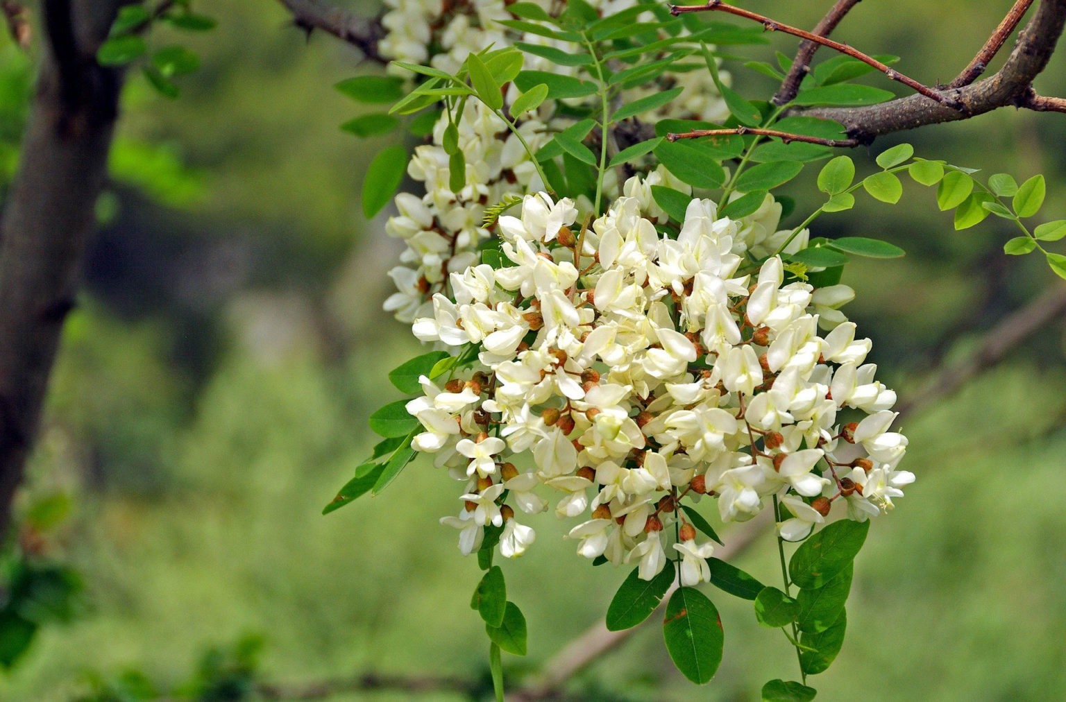 Robinie (Robinia pseudoacacia) - Kreisimkerverein